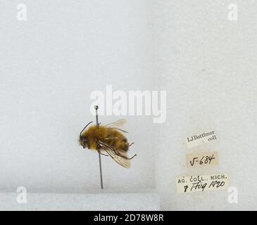 Michigan State University, Ingham, Michigan, United States, Bombus sp ...