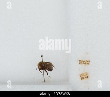 Canada, Bombus sp., Animalia, Arthropoda, Insecta, Hymenoptera, Apidae ...
