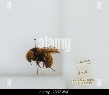 Michigan State University, Ingham, Michigan, United States, Bombus ...