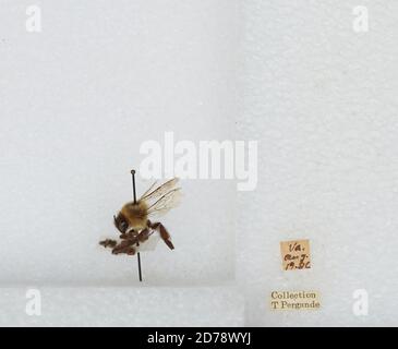 Virginia, United States, Bombus sp., Animalia, Arthropoda, Insecta ...