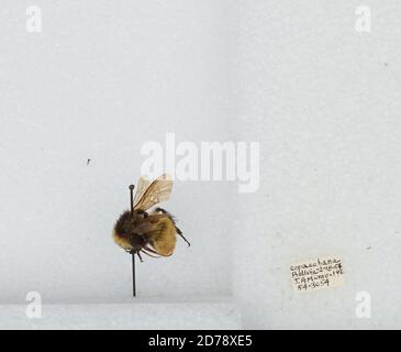 La Paz, Bolivia, Bombus (Megabombus) opifex Smith, Animalia, Arthropoda ...