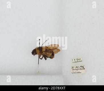 Hangzhou, Zhejiang, China, Bombus (Diversobombus) trifasciatus Smith ...