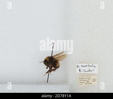 Middle River, Victoria, Nova Scotia, Canada, Bombus (Bombus) terricola ...