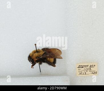 Monroe, Ohio, United States, Bombus (Pyrobombus) bimaculatus Cresson ...