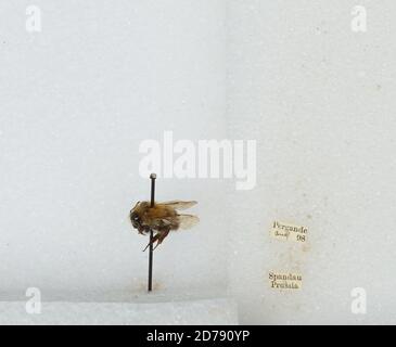 Spandau, Berlin, Germany, Bombus sp., Animalia, Arthropoda, Insecta ...