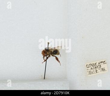 Pierce, Washington, United States, Bombus (Pyrobombus) melanopygus ...