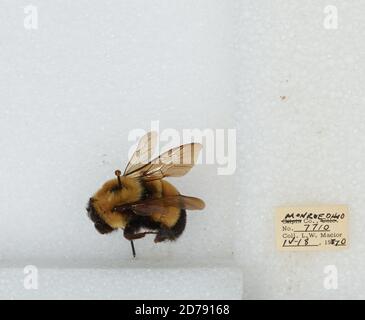 Monroe, Ohio, United States, Bombus (Pyrobombus) bimaculatus Cresson ...