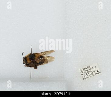 Horta, Faial, Azores, Portugal, Bombus sp., Animalia, Arthropoda ...