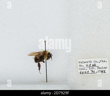 Walworth, Wisconsin, United States, Bombus (Bombus) affinis Cresson ...