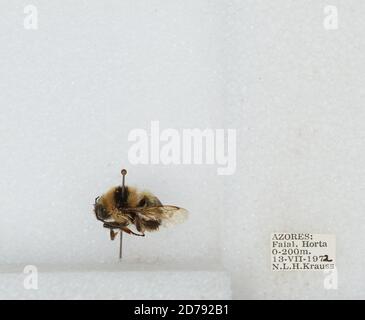 Horta, Faial, Horta, Azores, Portugal, Bombus sp., Animalia, Arthropoda ...