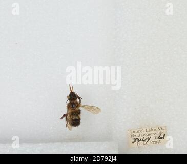 Laurel Lake, near Jacksonville, Windham, Vermont, United States, Bombus ...