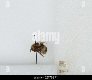 Sweden or Germany, Bombus sp., Animalia, Arthropoda, Insecta ...