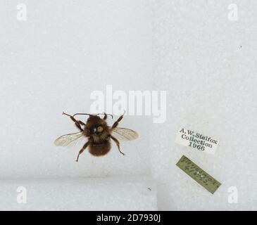 Glenasmole, Dublin, Leinster, Ireland, Bombus sp., Animalia, Arthropoda ...