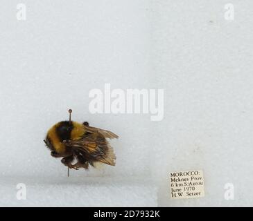 Ifrane, Morocco, Bombus sp., Animalia, Arthropoda, Insecta, Hymenoptera ...