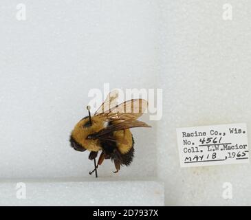 Racine, Wisconsin, United States, Bombus (Pyrobombus) bimaculatus ...