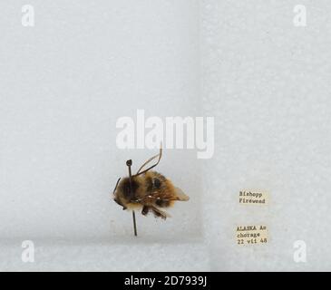 Anchorage, Alaska, United States, Bombus sp., Animalia, Arthropoda ...