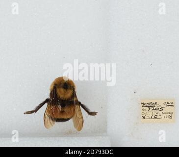 Monroe, Ohio, United States, Bombus (Pyrobombus) bimaculatus Cresson ...