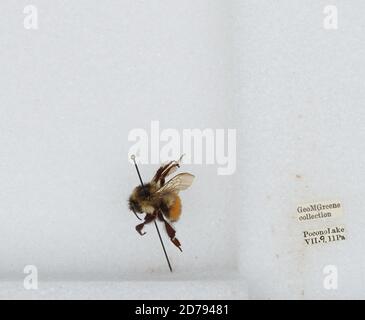 Pocono Lake, Monroe, Pennsylvania, United States, Bombus sp., Animalia ...