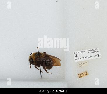 Texas, United States, Bombus (Psithyrus) variabilis (Cresson), Animalia ...