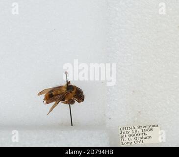 Long Ch'i, Sichuan, China, Bombus sp., Animalia, Arthropoda, Insecta ...