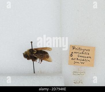 Texas, United States, Bombus (Psithyrus) variabilis (Cresson), Animalia ...