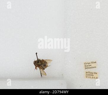 near Tang-Gu, China-Tibet border, China, Bombus (Megabombus) securus ...
