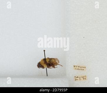 Summit, Ohio, United States, Bombus (Pyrobombus) vagans vagans Smith ...