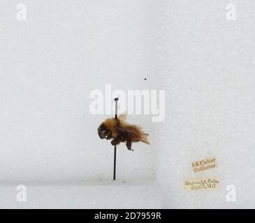 Saguache, Colorado, United States, Bombus sp., Animalia, Arthropoda ...
