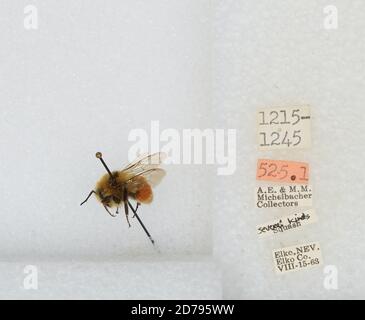 Elko, Nevada, United States, Bombus sp., Animalia, Arthropoda, Insecta ...