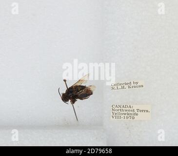 Yellowknife, Northwest Territories, Canada, Bombus sp., Animalia ...