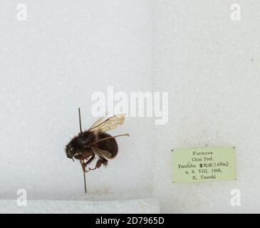 Fenqihu, Chiayi, Taiwan, Bombus sp., Animalia, Arthropoda, Insecta ...