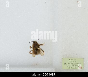 Mt. Ali, Chiayi, Taiwan, Bombus sp., Animalia, Arthropoda, Insecta ...