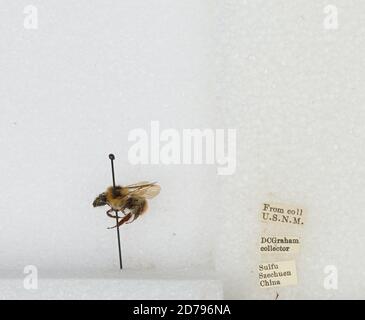 Yibin, Sichuan, China, Bombus sp., Animalia, Arthropoda, Insecta ...