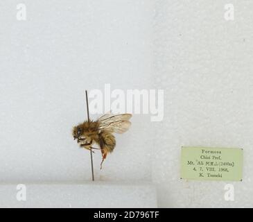 Mt. Ali, Chiayi, Taiwan, Bombus sp., Animalia, Arthropoda, Insecta ...