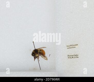Pocono Lake, Monroe, Pennsylvania, United States, Bombus sp., Animalia ...