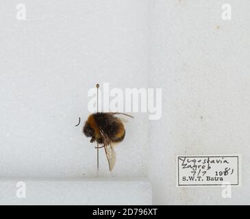 Zagreb, Grad Zagreb, Croatia, Bombus sp., Animalia, Arthropoda, Insecta ...