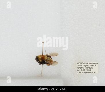 Ukhaa Tolgod, Ovorkhangai, Mongolia, Bombus sp., Animalia, Arthropoda ...