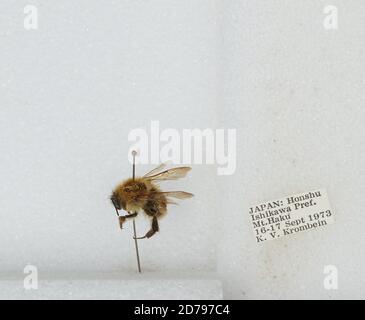 Mt. Haku, Honshu, Ishikawa, Japan, Bombus sp., Animalia, Arthropoda ...
