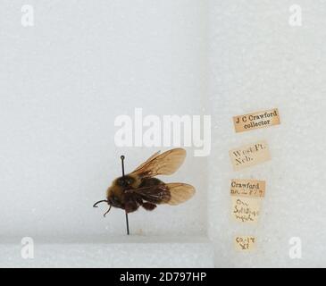 West Point, Cuming, Nebraska, United States, Bombus (Fervidobombus ...