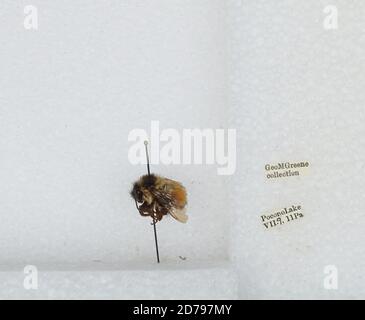 Pocono Lake, Monroe, Pennsylvania, United States, Bombus sp., Animalia ...