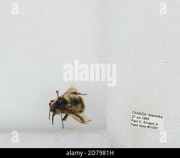 Manitoba, Canada, Bombus sp., Animalia, Arthropoda, Insecta ...