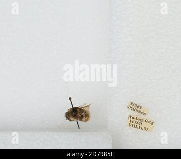 Yu-Long-Gong, Tibet Autonomous Region, China, Bombus sp., Animalia ...