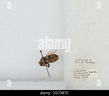 Yellowknife, Northwest Territories, Canada, Bombus sp., Animalia ...