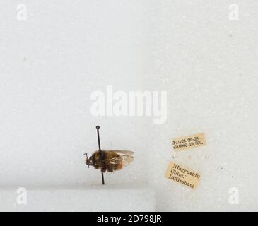 Xichang, Sichuan, China, Bombus sp., Animalia, Arthropoda, Insecta ...