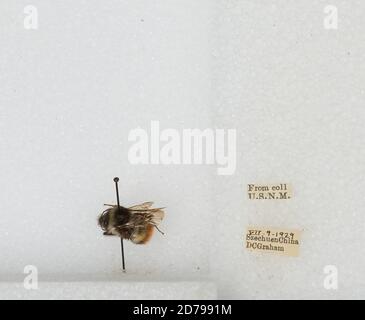 Sichuan, China, Bombus sp., Animalia, Arthropoda, Insecta, Hymenoptera ...