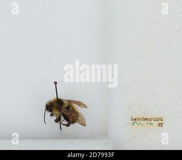 Letchworth State Park, Wyoming, New York, United States, Bombus sp ...