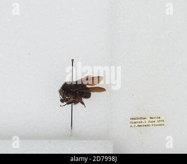 Timotes, Merida, Venezuela, Bombus sp., Animalia, Arthropoda, Insecta ...