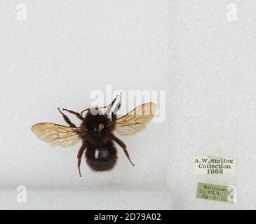 Ballyhenry, Wicklow, Connaught, Ireland, Bombus sp., Animalia ...