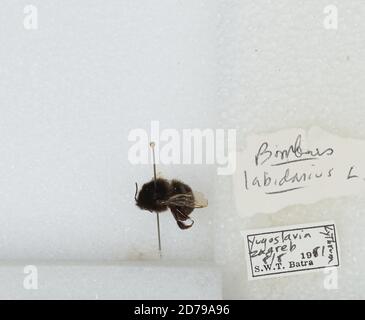 Zagreb, Croatia, Bombus sp., Animalia, Arthropoda, Insecta, Hymenoptera ...