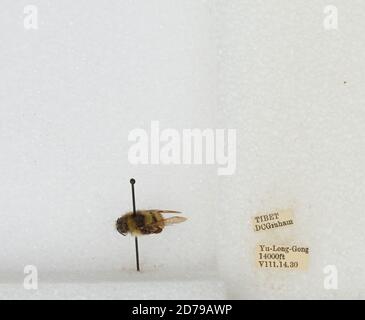 Yu-Long-Gong, Tibet Autonomous Region, China, Bombus sp., Animalia ...